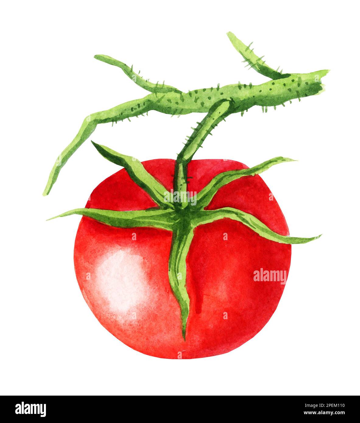 watercolour illustration of tomatos, red ripe tomato with branch, fresh ...