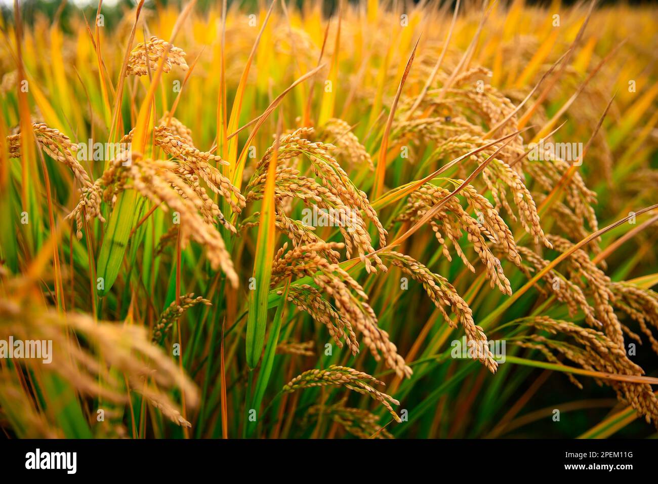 Mature rice farm in the country Stock Photo - Alamy