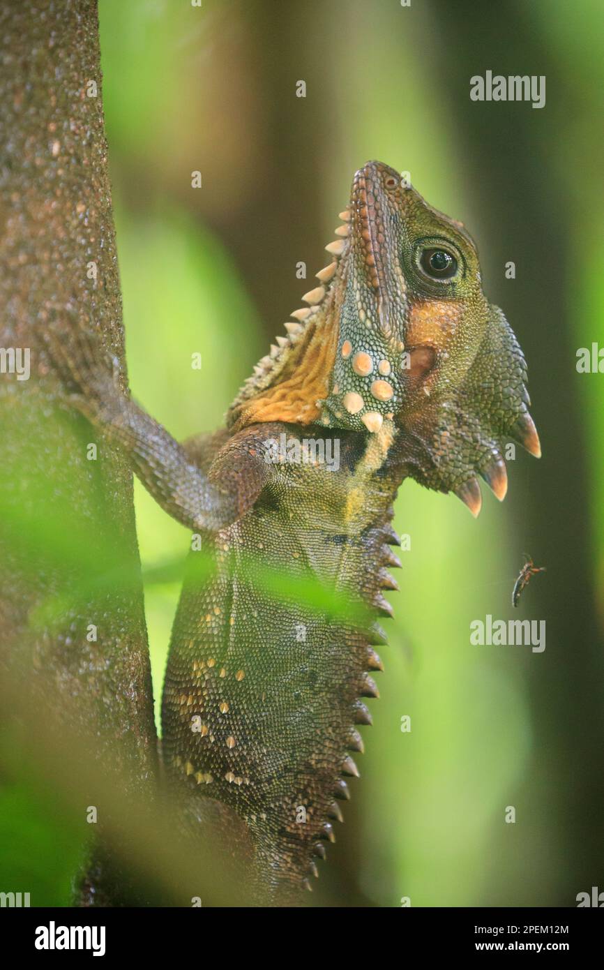 Jalbil or Boyd's Forest Dragon (Hypsilurus boydii) Wooroonooran ...