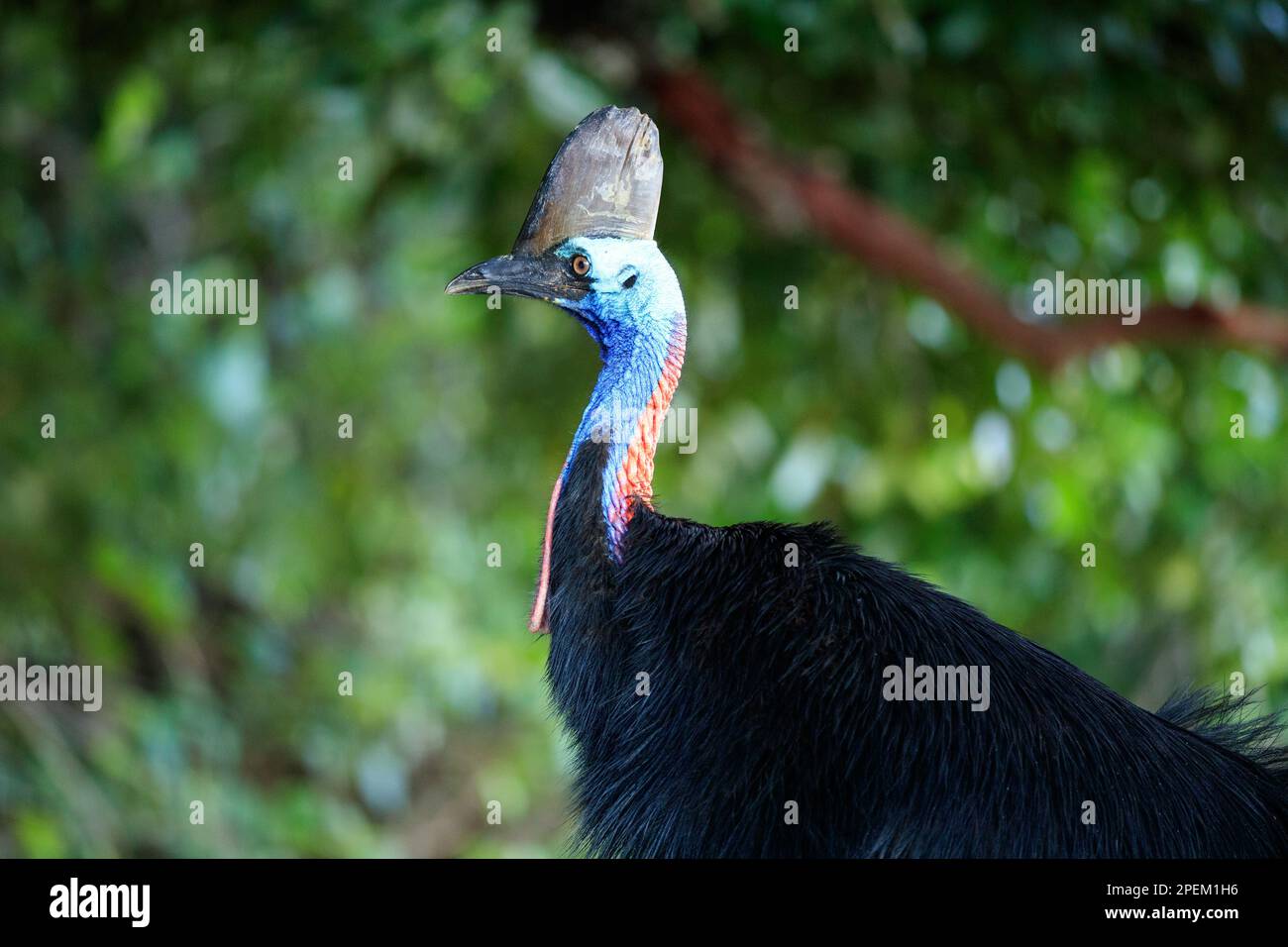 Cassowary Bird Feather