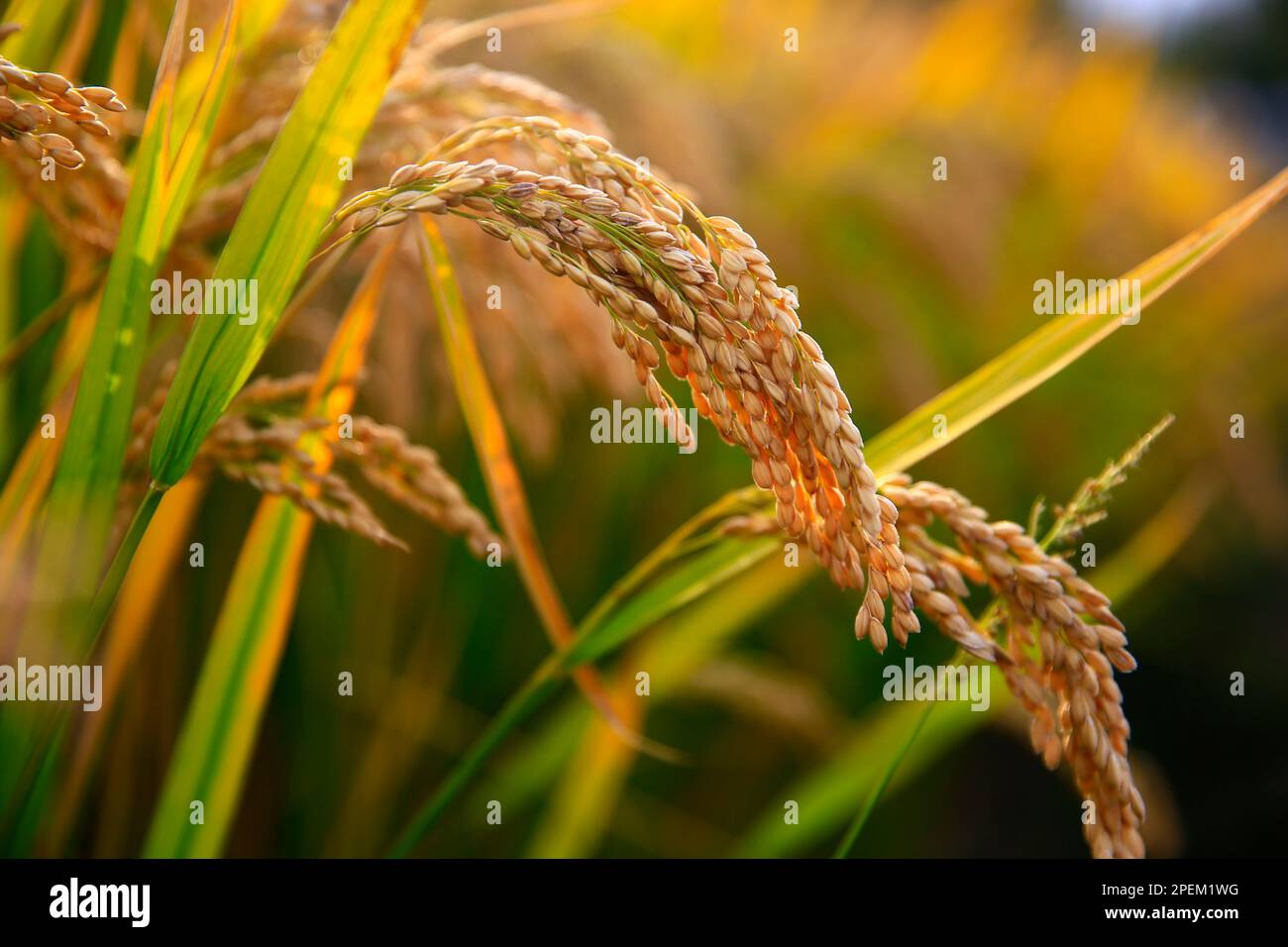 Mature rice farm in the country Stock Photo - Alamy