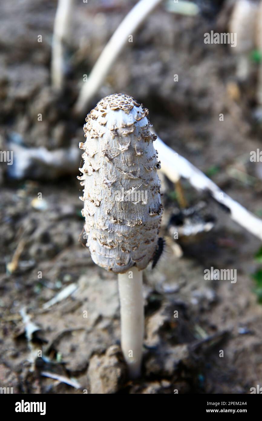 Summer in the forest growth of wild fungus, mushrooms Stock Photo - Alamy