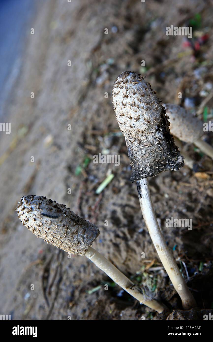 Summer in the forest growth of wild fungus, mushrooms Stock Photo - Alamy