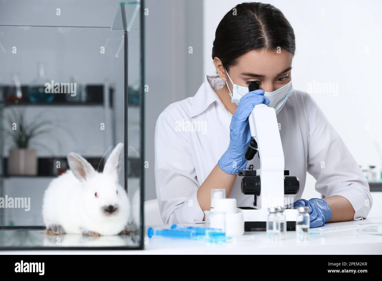 Rabbit in glass box on table and scientist working with microscope at ...