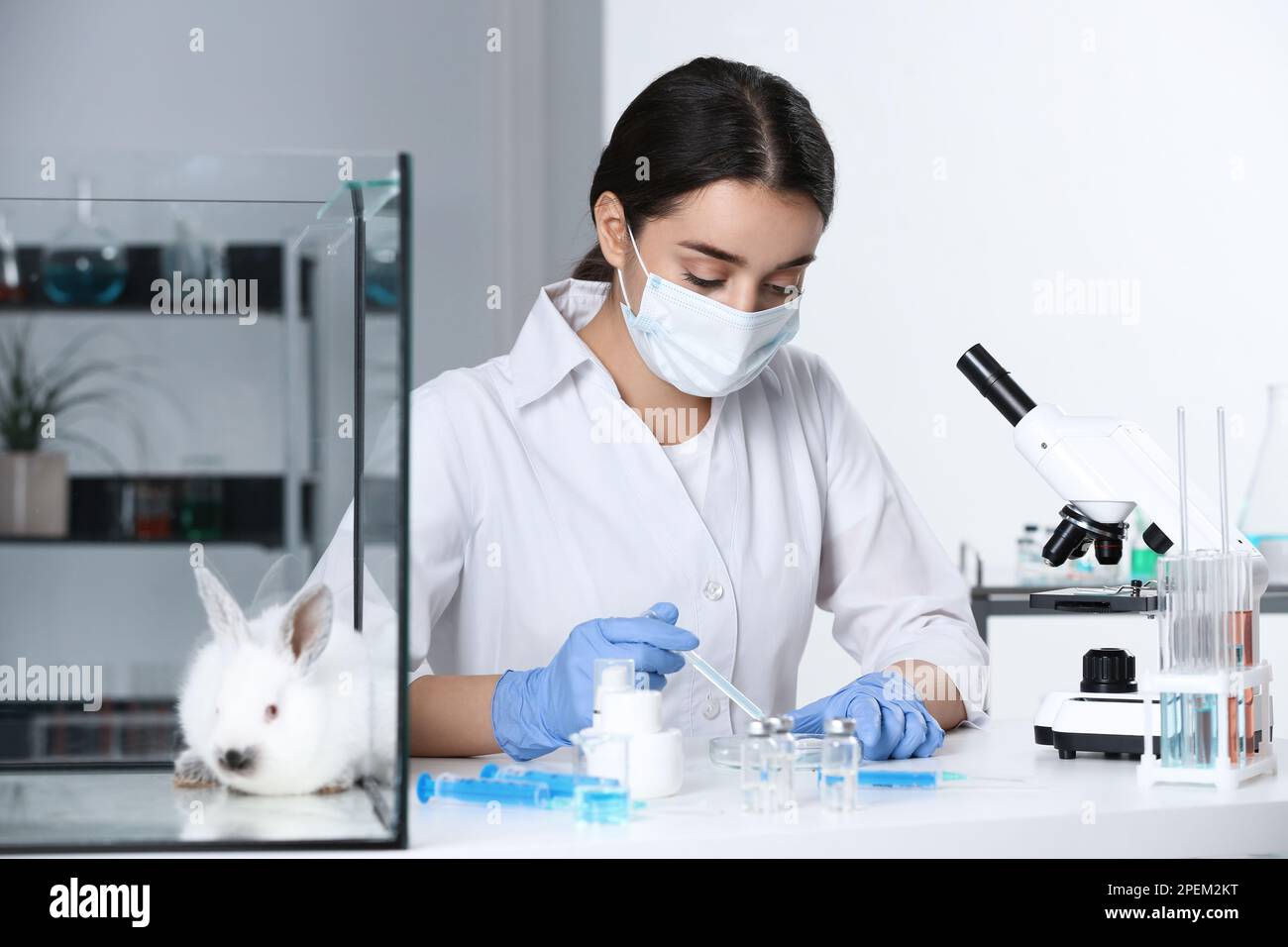 Rabbit in glass box on table and scientist working with sample at ...