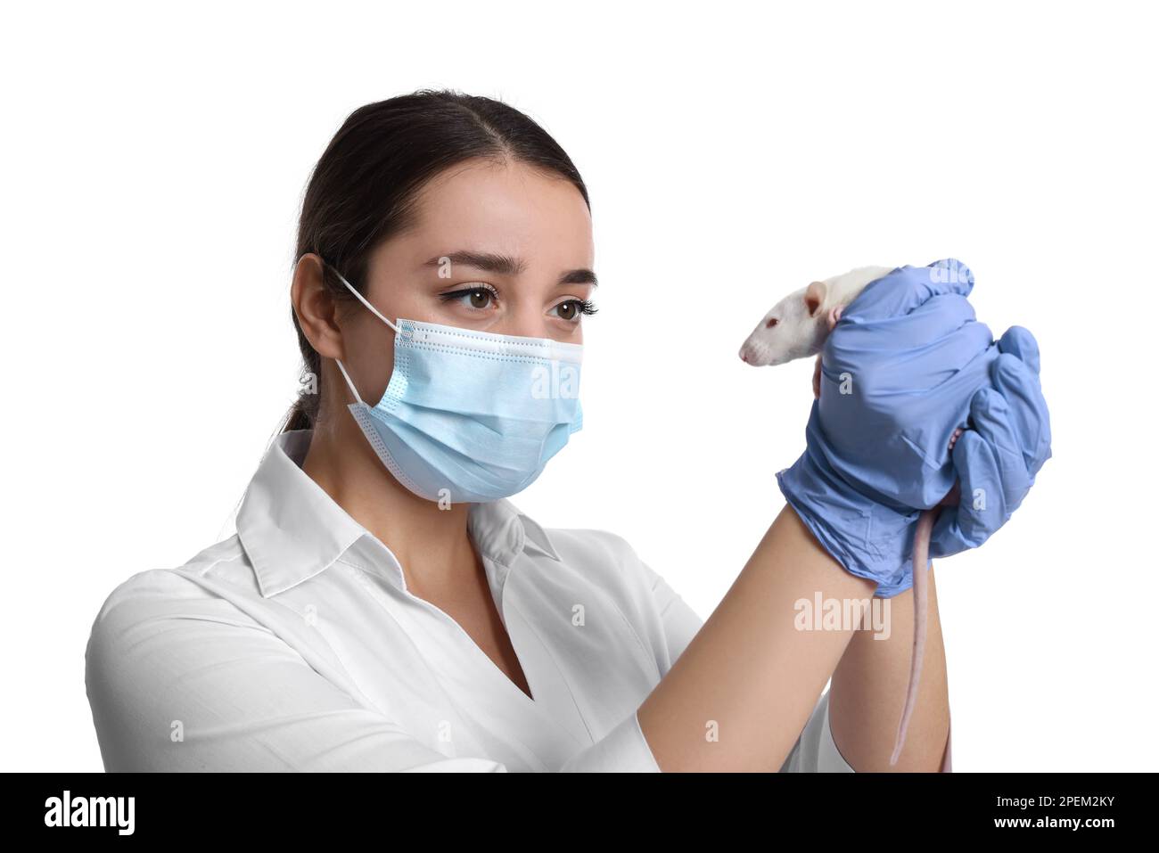 White lab rat testing hi-res stock photography and images - Alamy