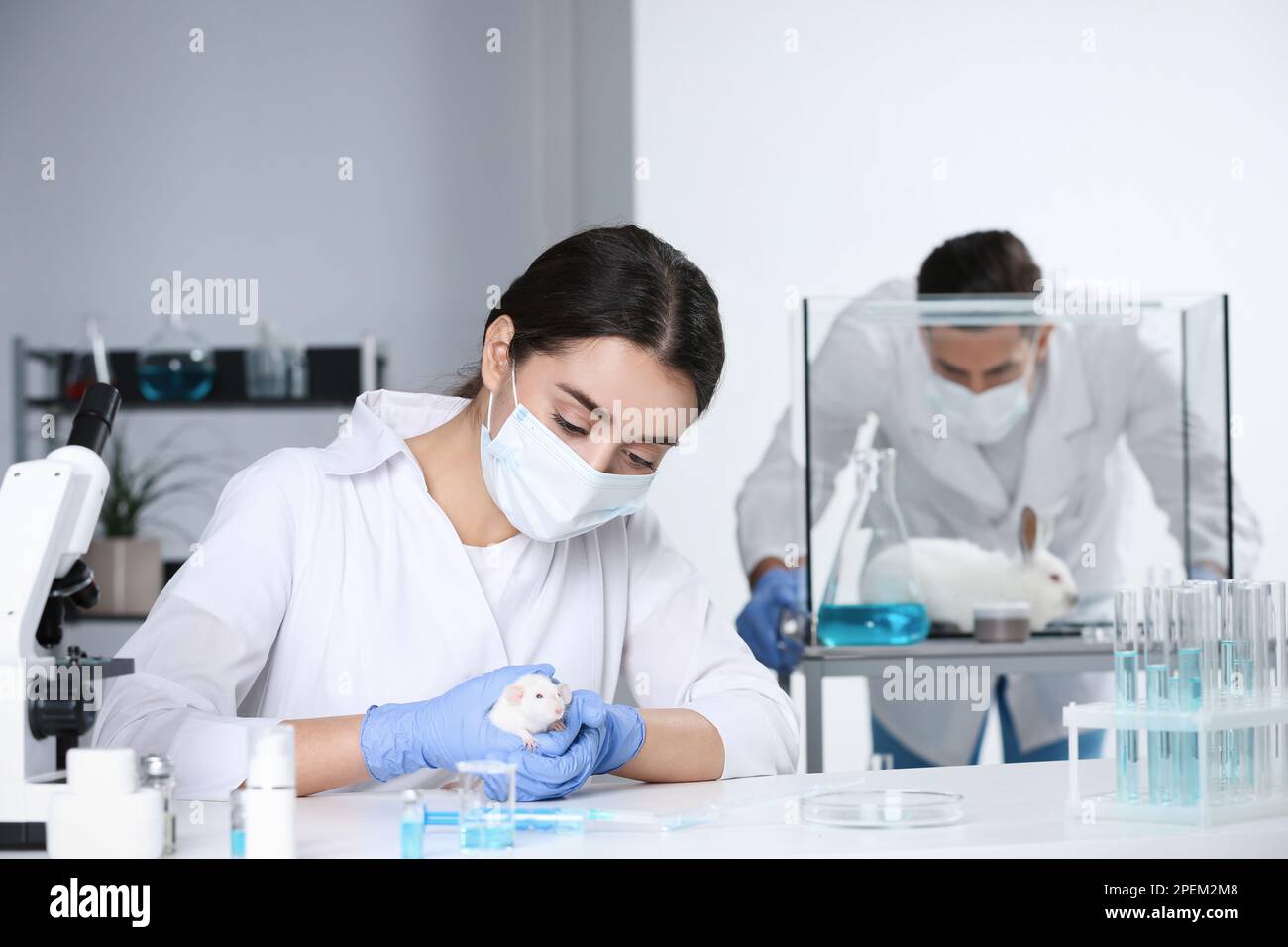 Rabbit adult laboratory hi-res stock photography and images - Alamy