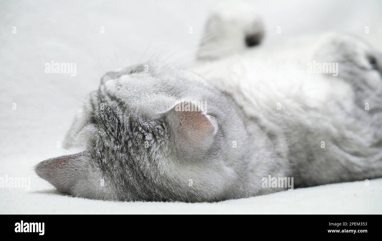 Scottish straight cat lies on his back. Cat upside down. Close up white ...