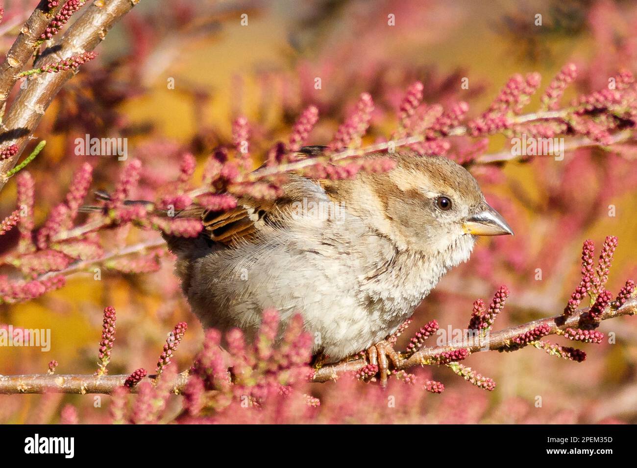 A small bird perches on a branch of a tree, its beak open as if in song ...