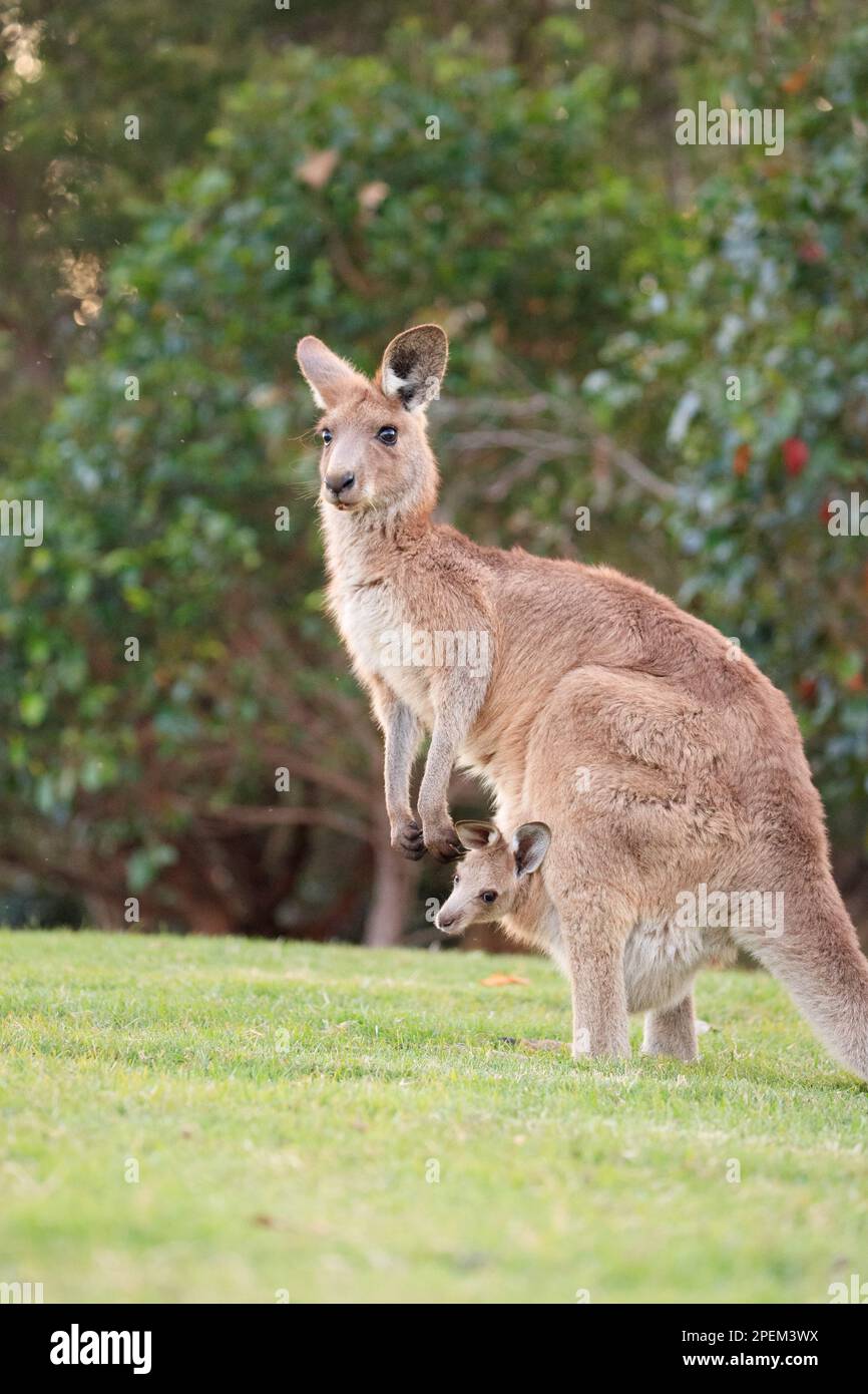 Eastern Grey Kangaroo (Macropus giganteus Stock Photo - Alamy