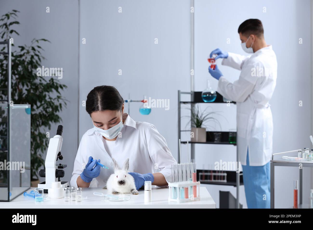 Scientist with syringe and rabbit in chemical laboratory. Animal ...