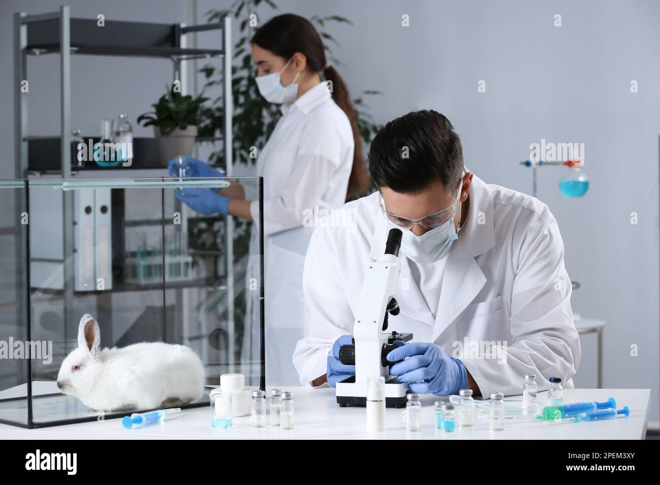 Rabbit adult laboratory hi-res stock photography and images - Alamy