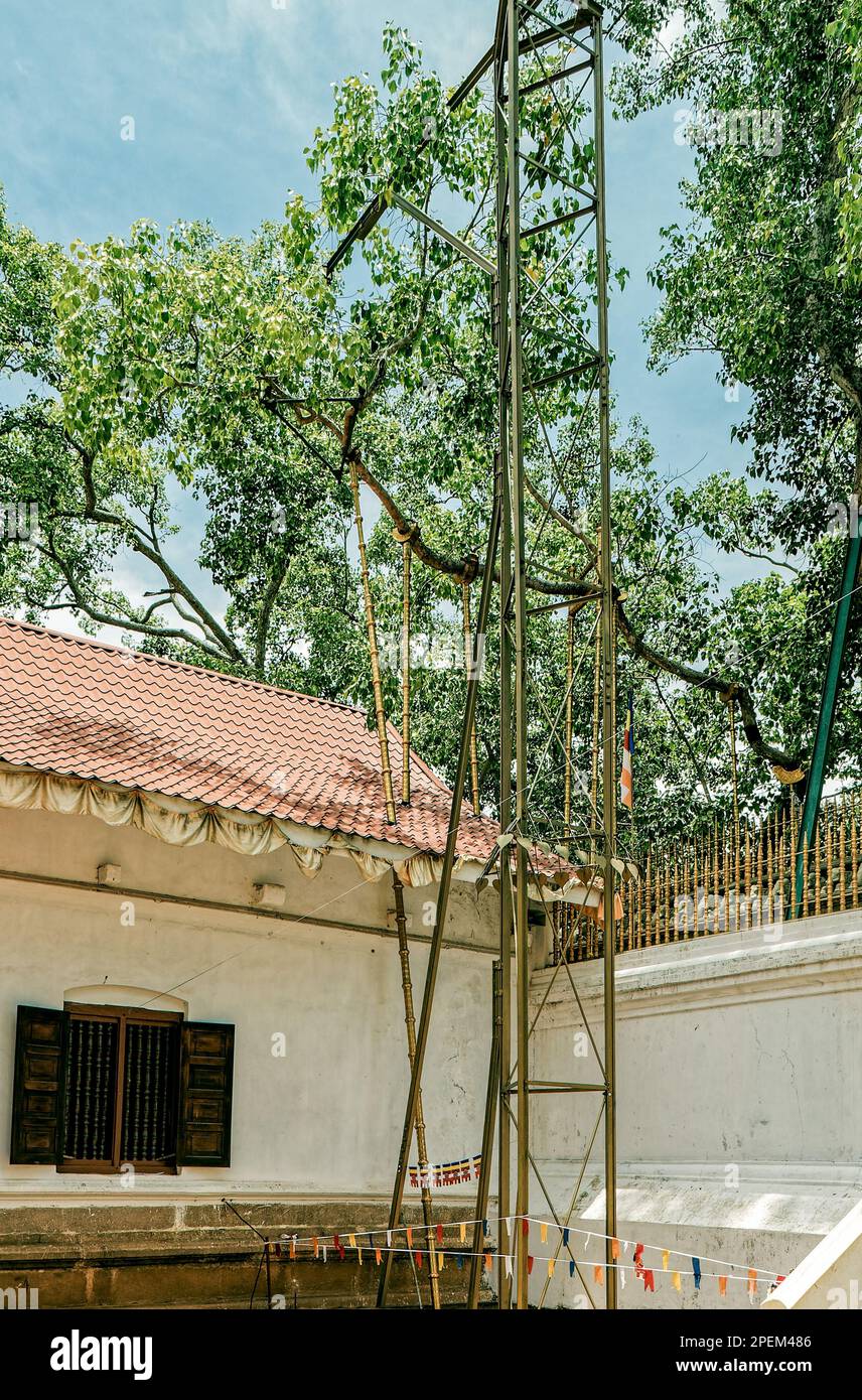 Jaya sri maha bodhi sri lanka tree hi-res stock photography and images ...