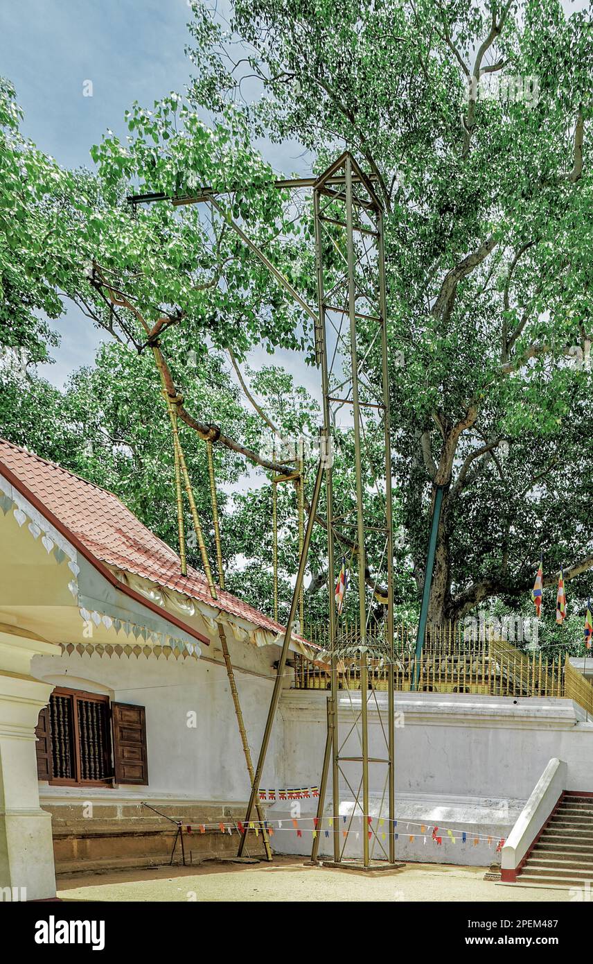 09 10 2009 Jaya Sri Maha Bodhi is a historical sacred bo tree in the ...