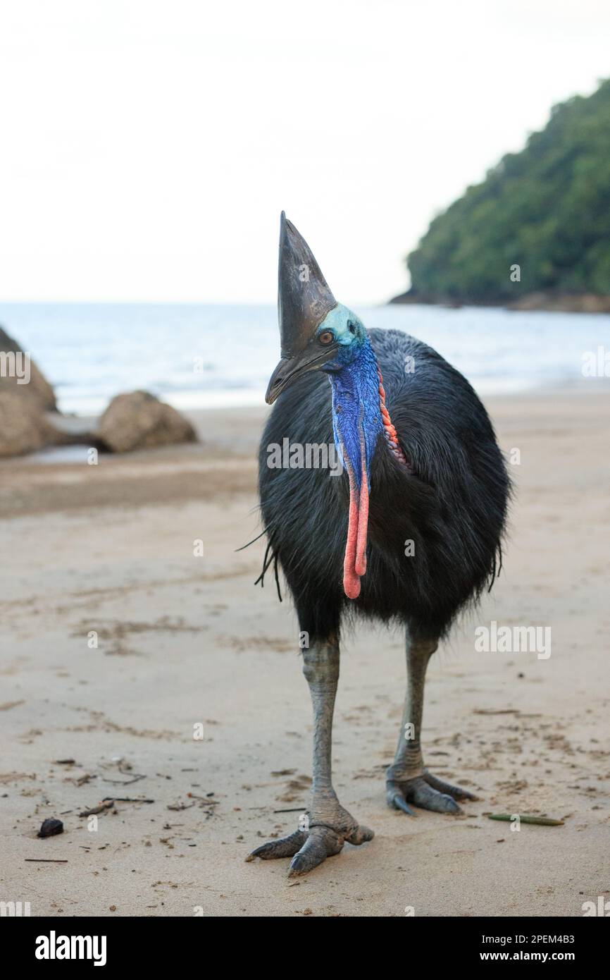 Female Southern Cassowary (Casuarius casuarius) Etty Bay, Queensland ...