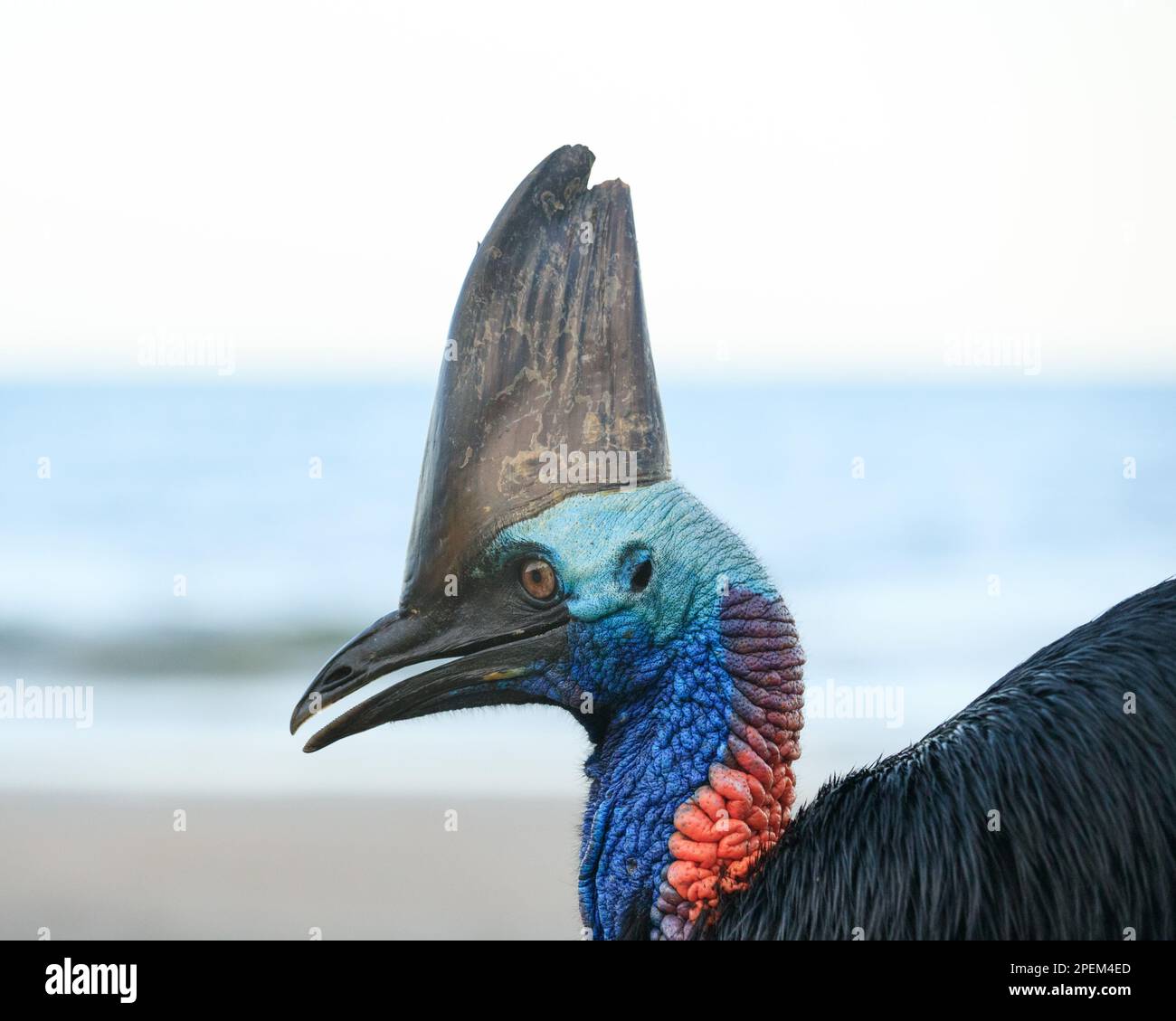 Female Southern Cassowary (Casuarius casuarius) Etty Bay, Queensland ...