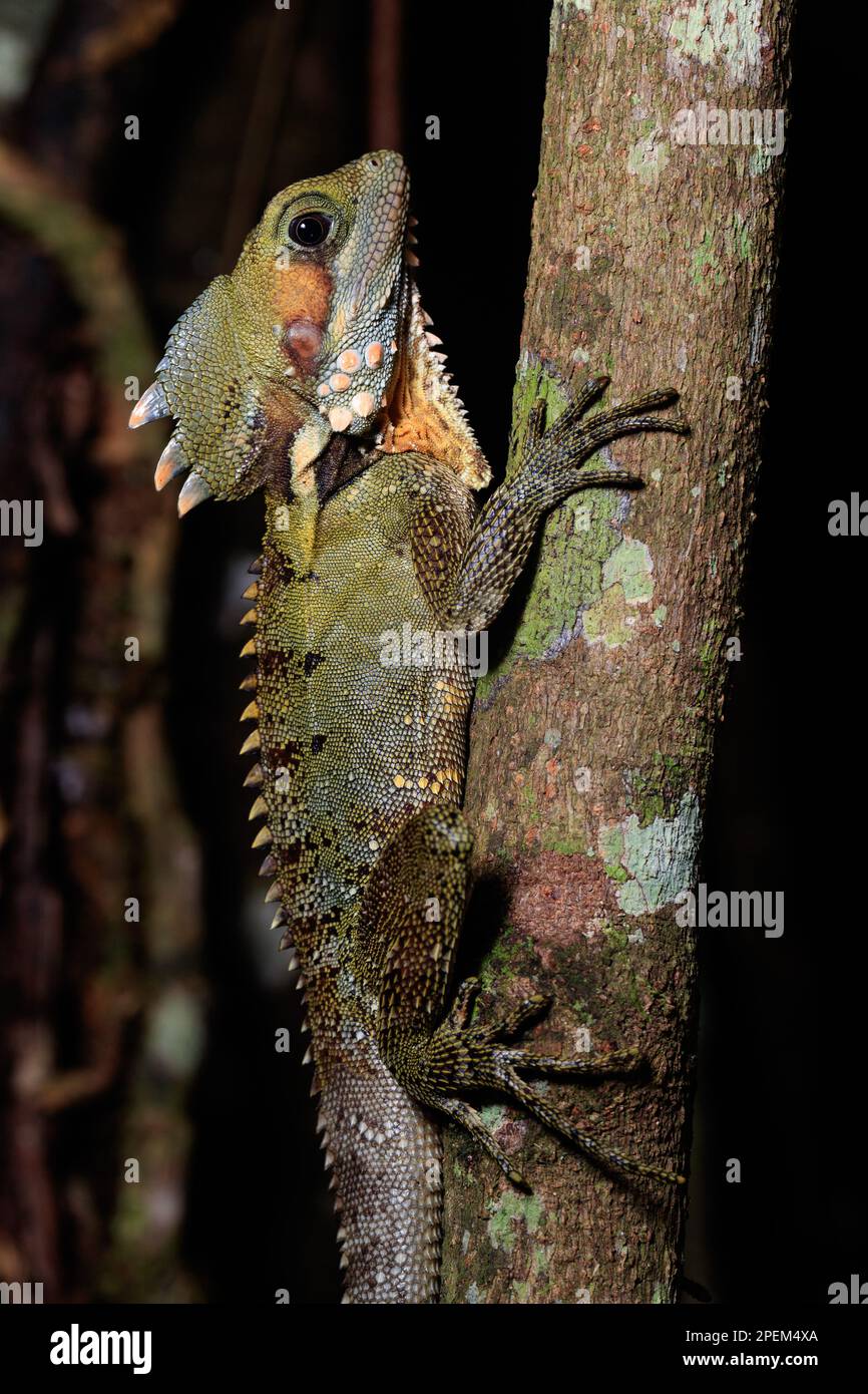 Jalbil or Boyd's Forest Dragon (Hypsilurus boydii) Wooroonooran ...