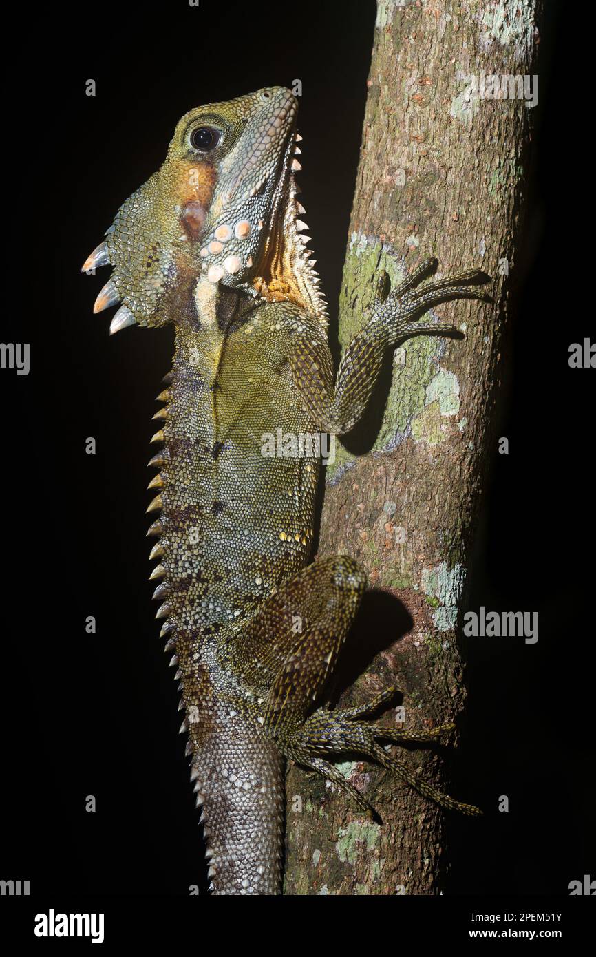 Jalbil or Boyd's Forest Dragon (Hypsilurus boydii) Wooroonooran ...