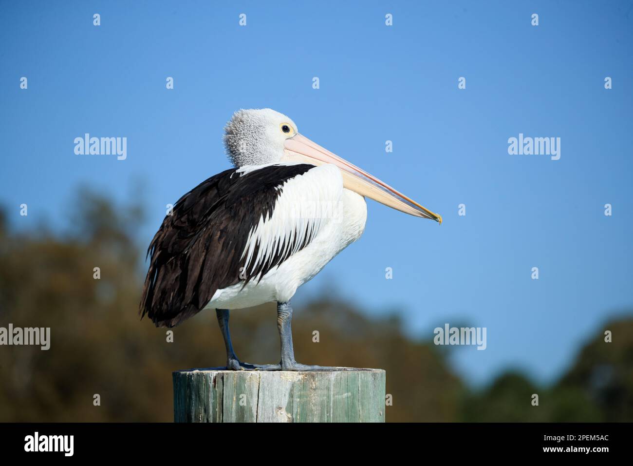Australian Pelican (Pelecanus conspicillatus) resting atop a wooden ...