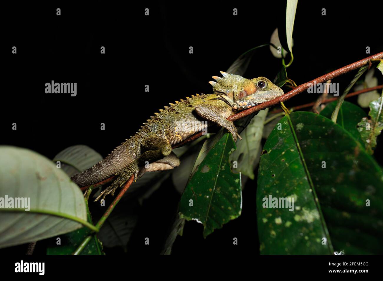 Jalbil or Boyd's Forest Dragon (Hypsilurus boydii) Wooroonooran ...