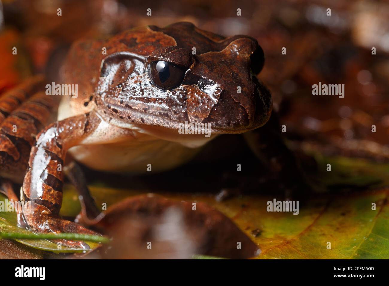 Northern Barred Frog (Mixophyes schevilli) Wooroonooran National Park ...
