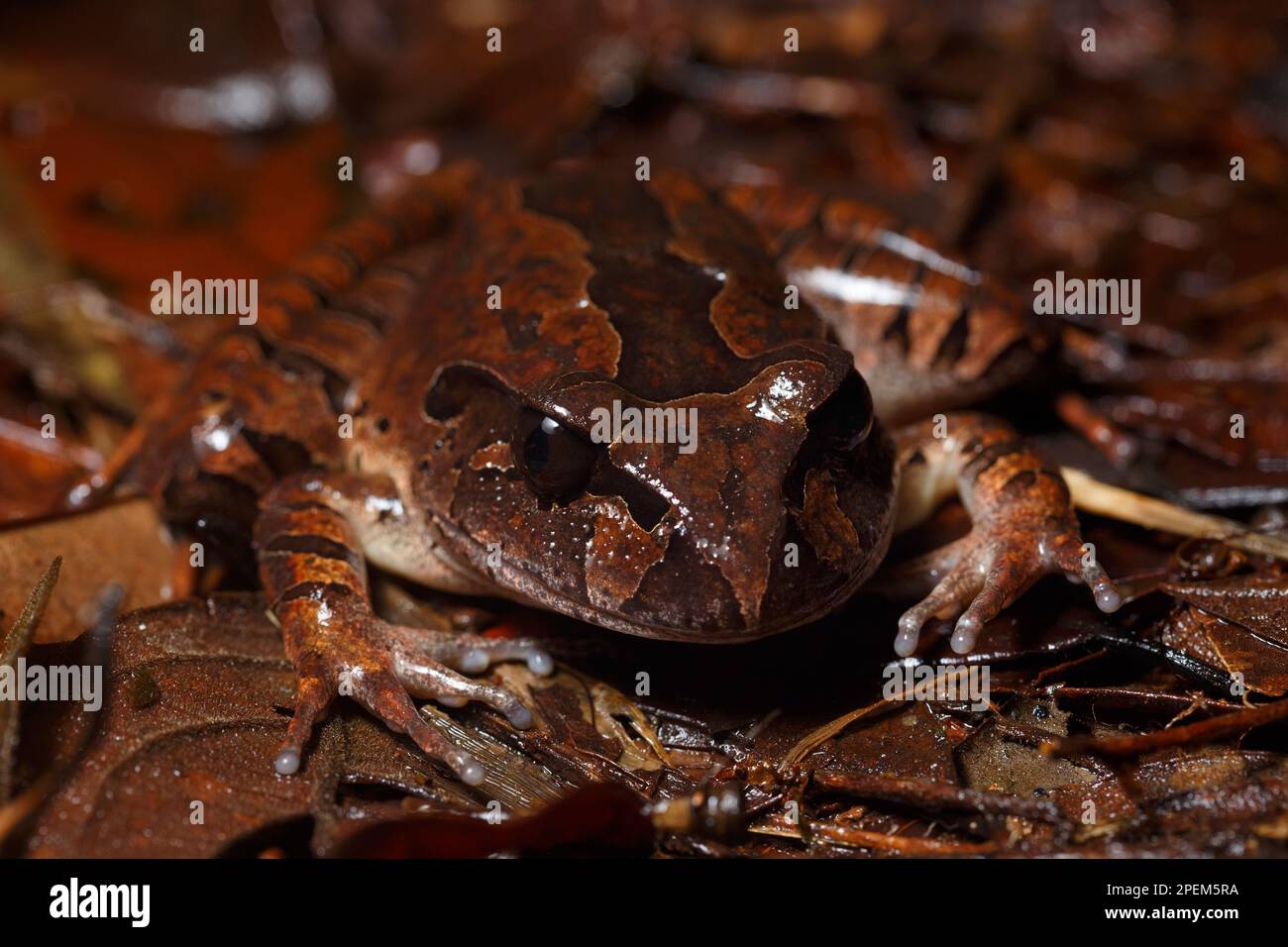Northern Barred Frog (Mixophyes schevilli) Wooroonooran National Park ...