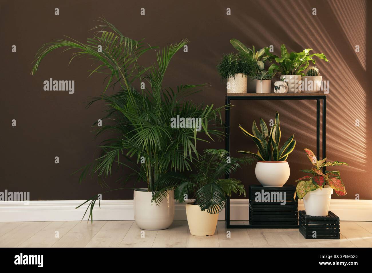 Many different houseplants near brown wall in room Stock Photo - Alamy