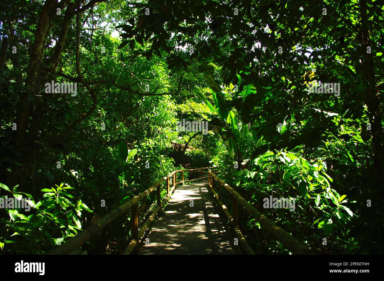 Wooden path into the Jungle of Costa Rica, rain forest, vacation ...