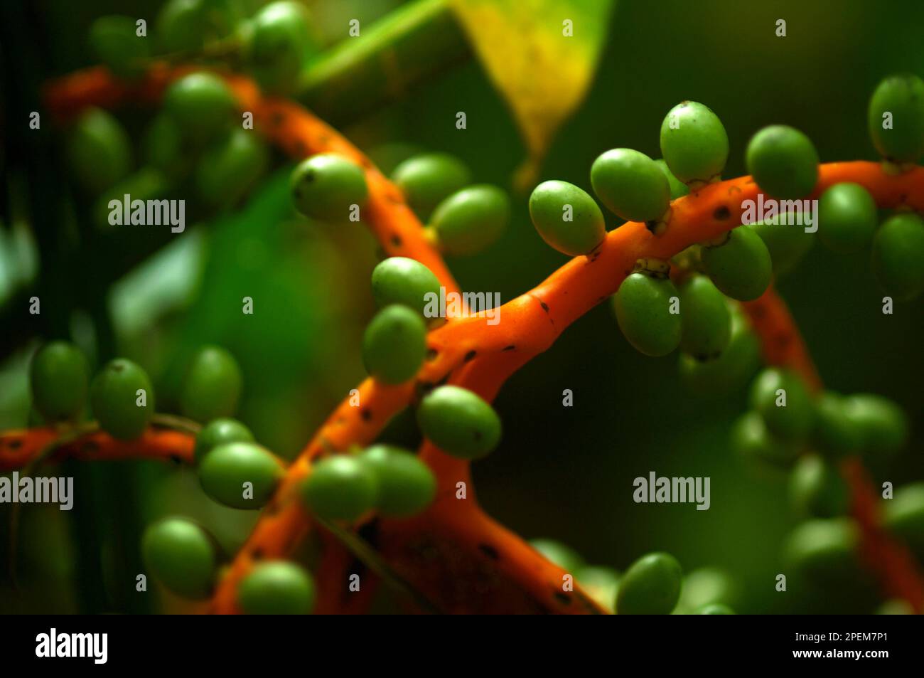 Close up of a tepejilote palm (chamaedorea tepejilote), Pacaya, in the ...
