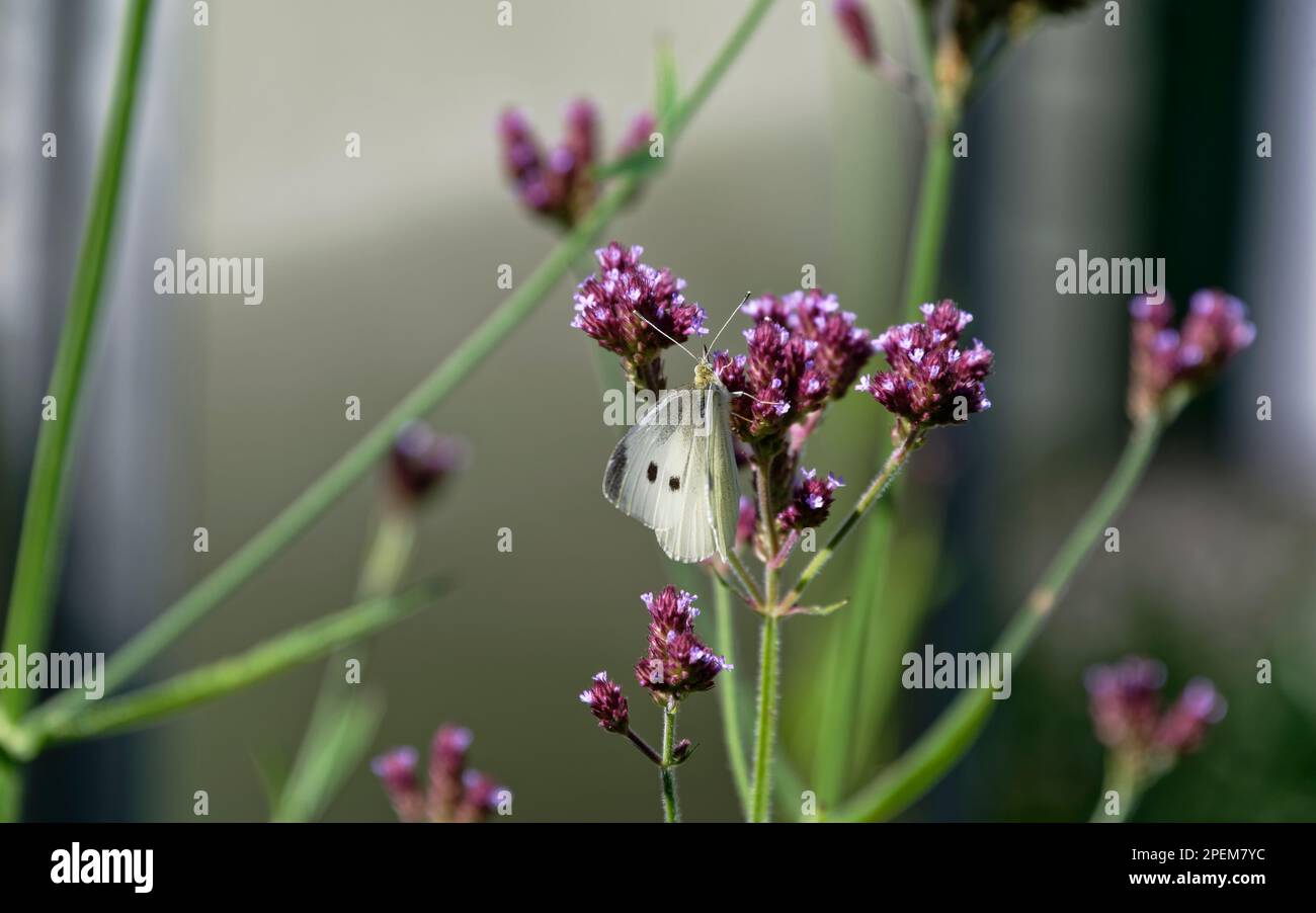 The two dark spots on this white butterfly's wings show that she is a ...