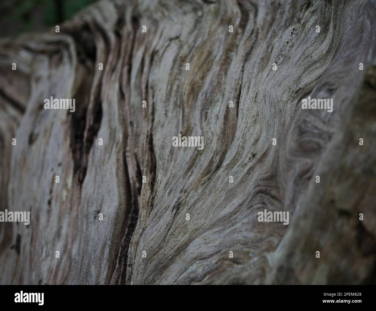 Twisted natural pattern hi-res stock photography and images - Alamy