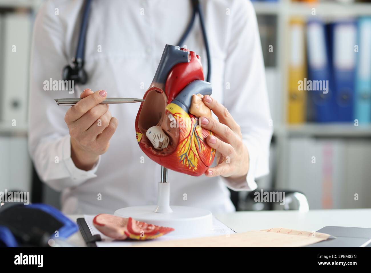 Cardiologist shows the structure and anatomy of human heart Stock Photo ...