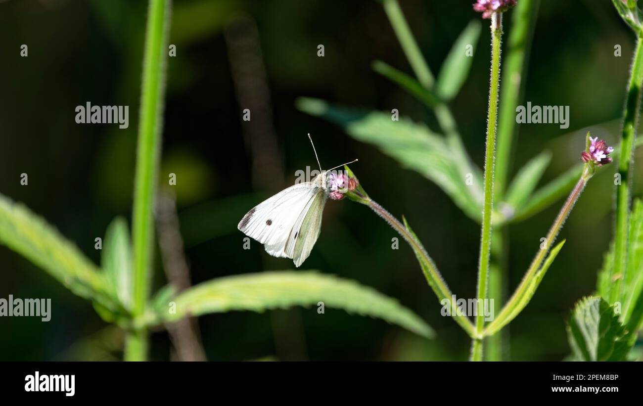 The white butterfly's wings are slight open. This shows this butterfly ...