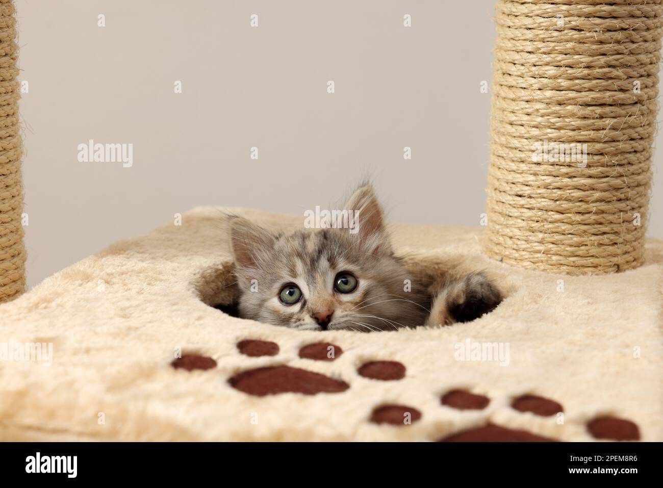 Cute fluffy kitten exploring cat tree against light background Stock ...