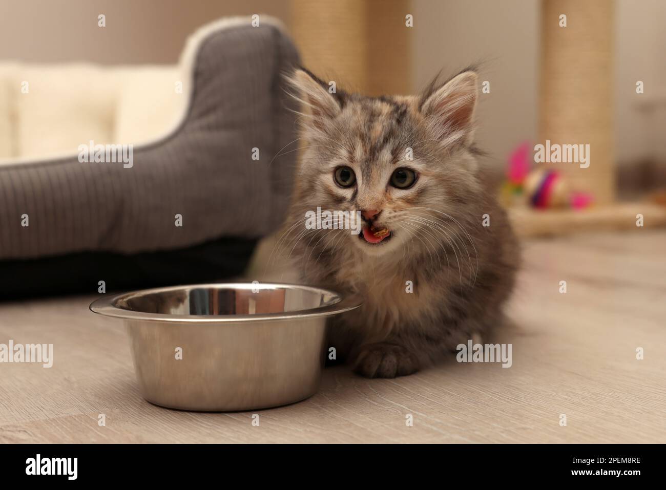 Cute fluffy kitten near feeding bowl at home Stock Photo - Alamy