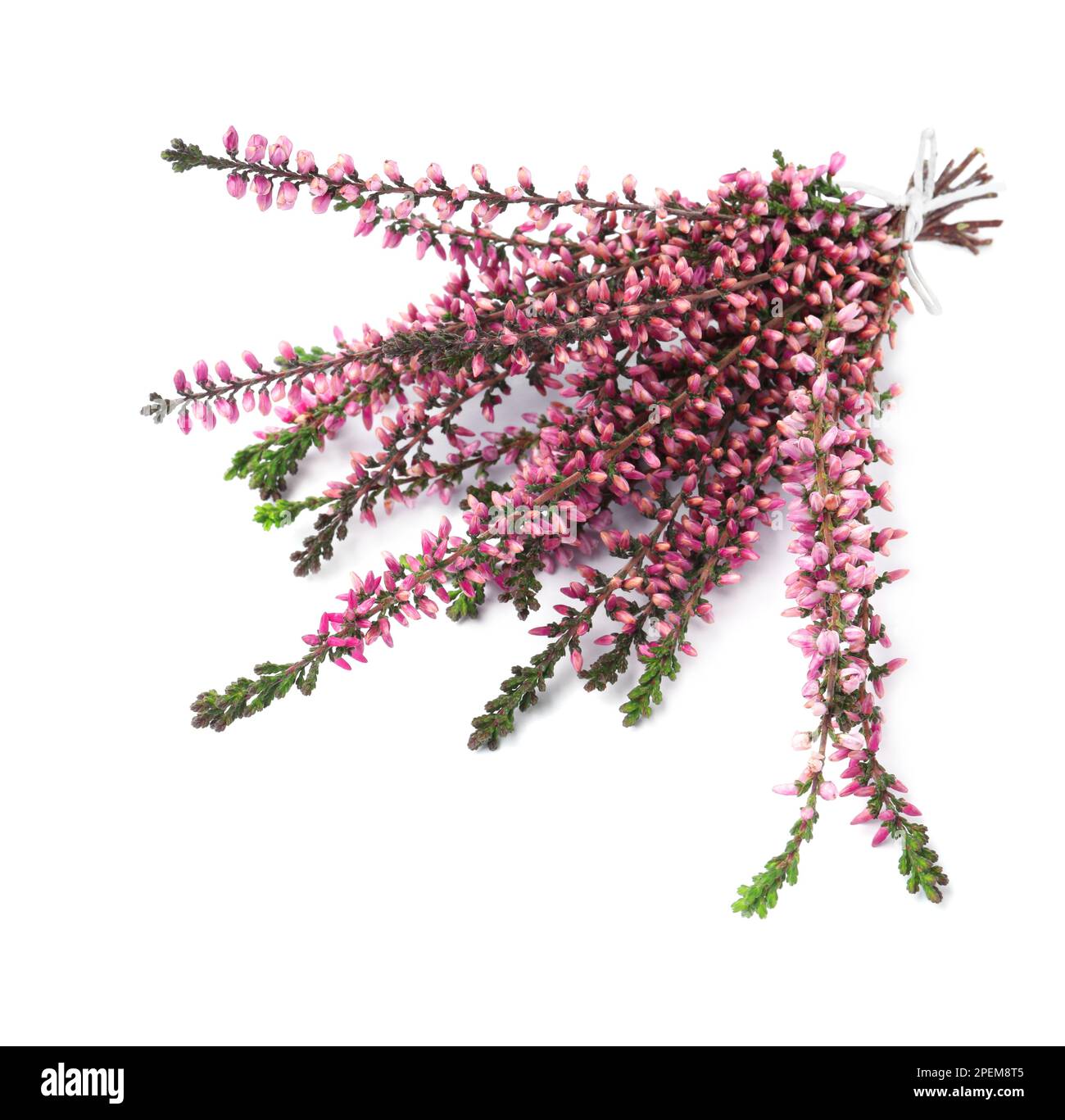Bunch of heather branches with beautiful flowers isolated on white ...