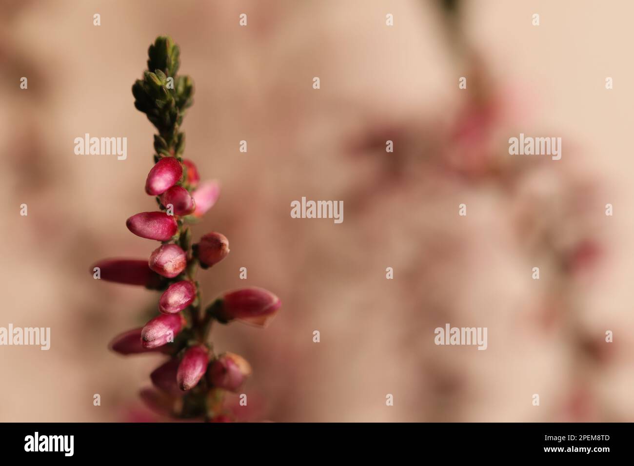 Heather twig with beautiful flowers on blurred background, closeup ...