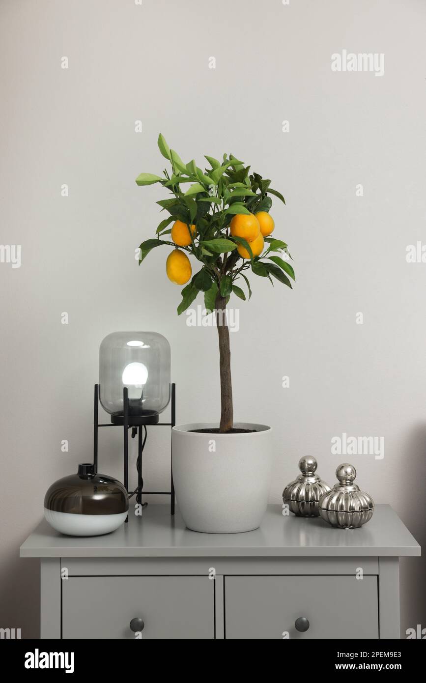 Potted lemon tree with ripe fruits on chest of drawers in room Stock ...