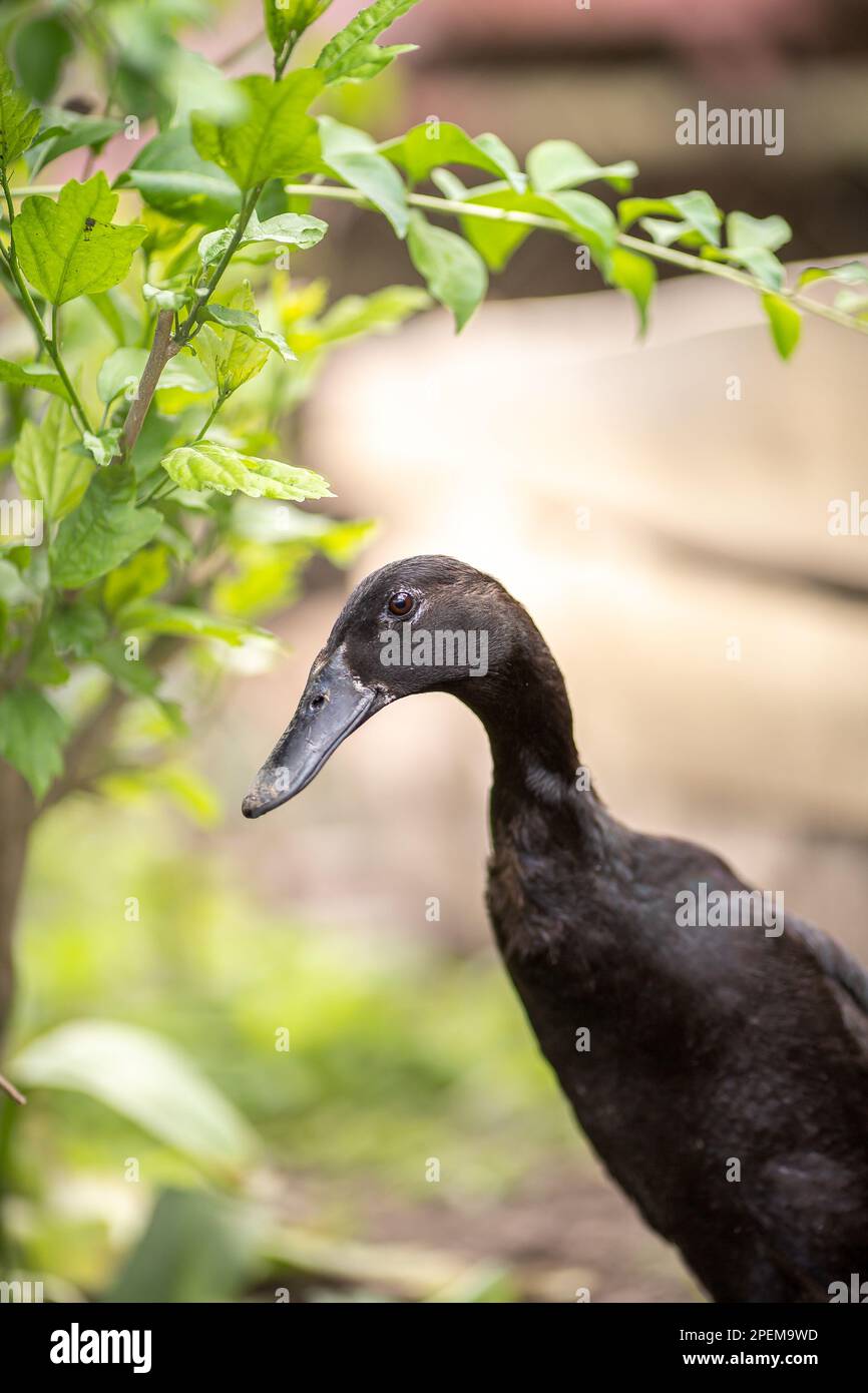 Indian runner duck, farmland animal on a garden, closeup Stock Photo ...