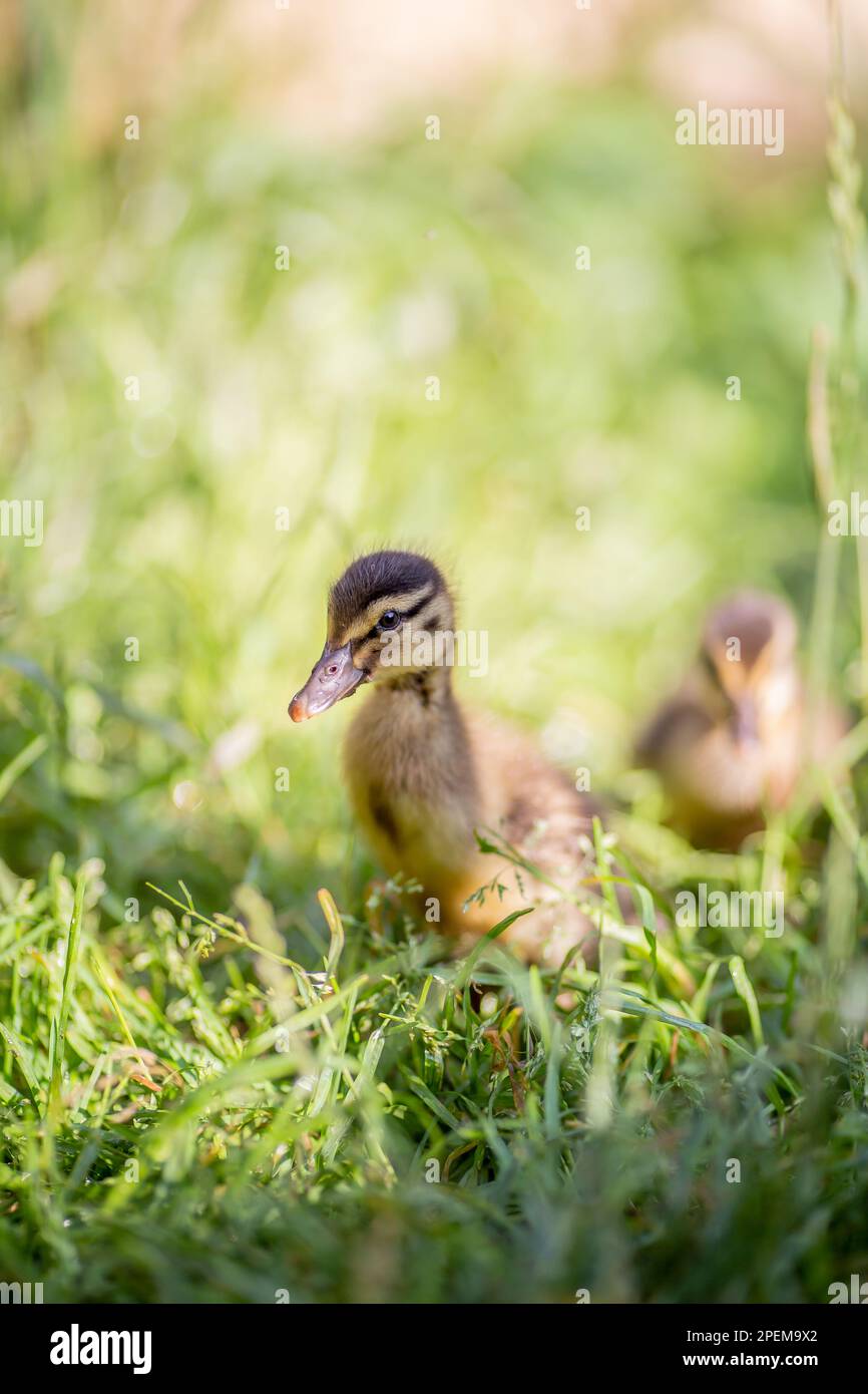 Indian runner duck, farmland animal on a garden, babies, close up Stock ...