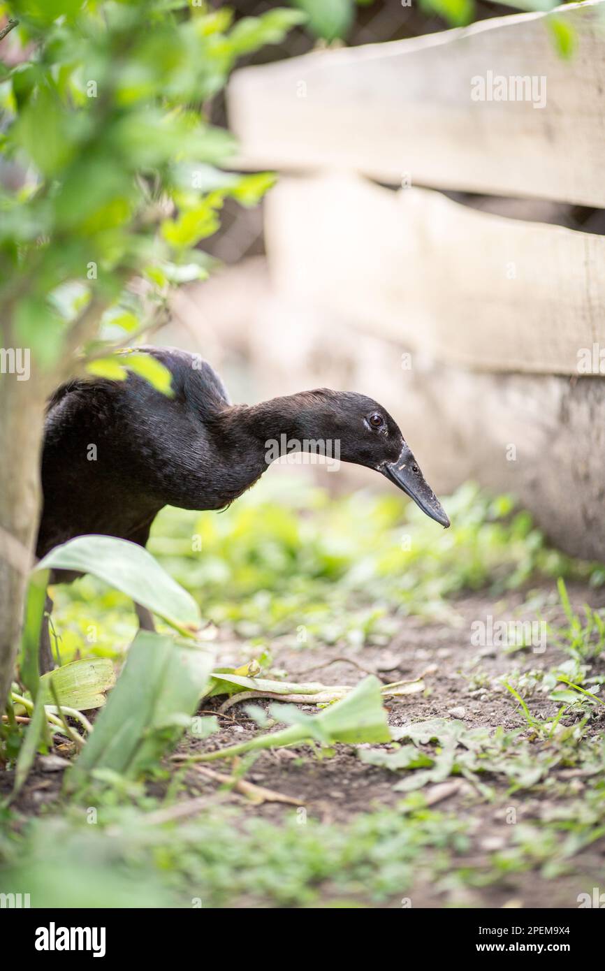 Indian runner duck, farmland animal on a garden, closeup Stock Photo ...