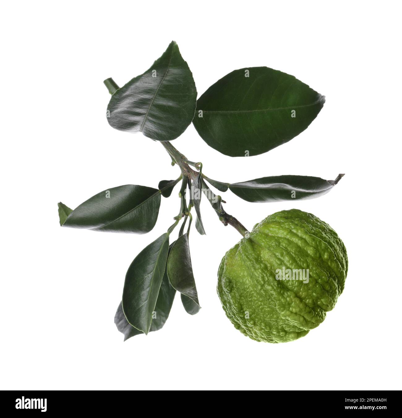 Bergamot tree branch with fruit and leaves on white background Stock ...