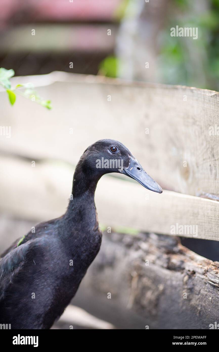 Indian runner duck, farmland animal on a garden, closeup Stock Photo ...