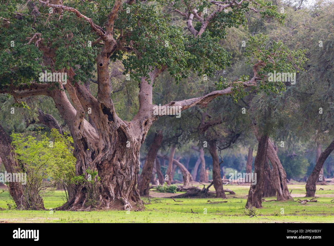 Ficus zambesiaca hi-res stock photography and images - Alamy