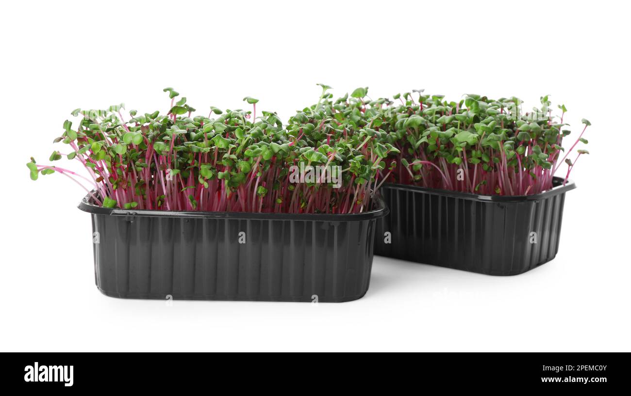 Fresh radish microgreens in plastic containers on white background ...