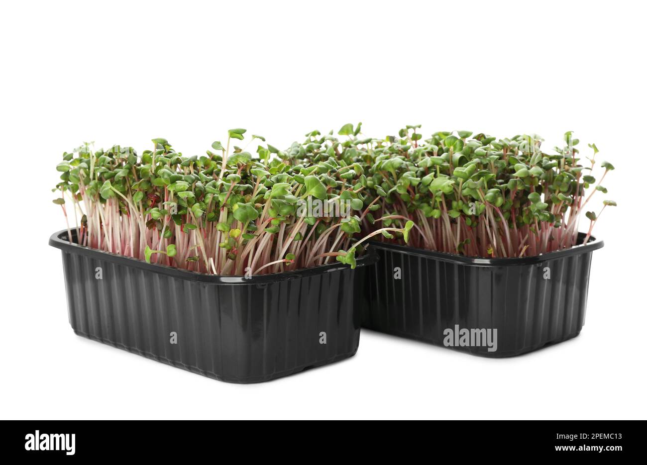 Fresh radish microgreens in plastic containers on white background ...