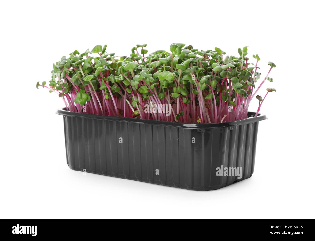 Fresh radish microgreens in plastic container on white background Stock ...