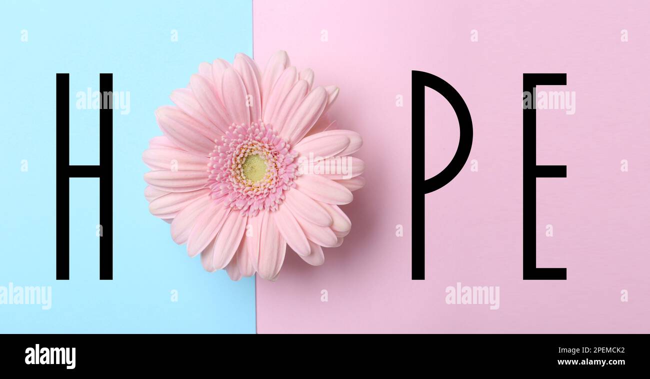 Word HOPE made with letters and beautiful gerbera on color background ...