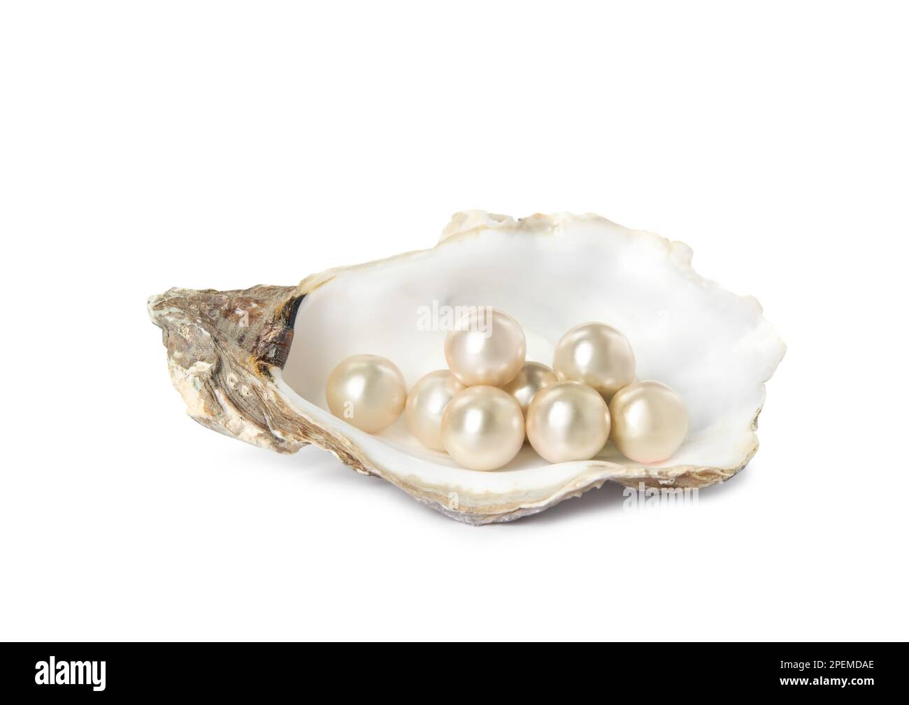 Oyster shell with pearls on white background Stock Photo - Alamy