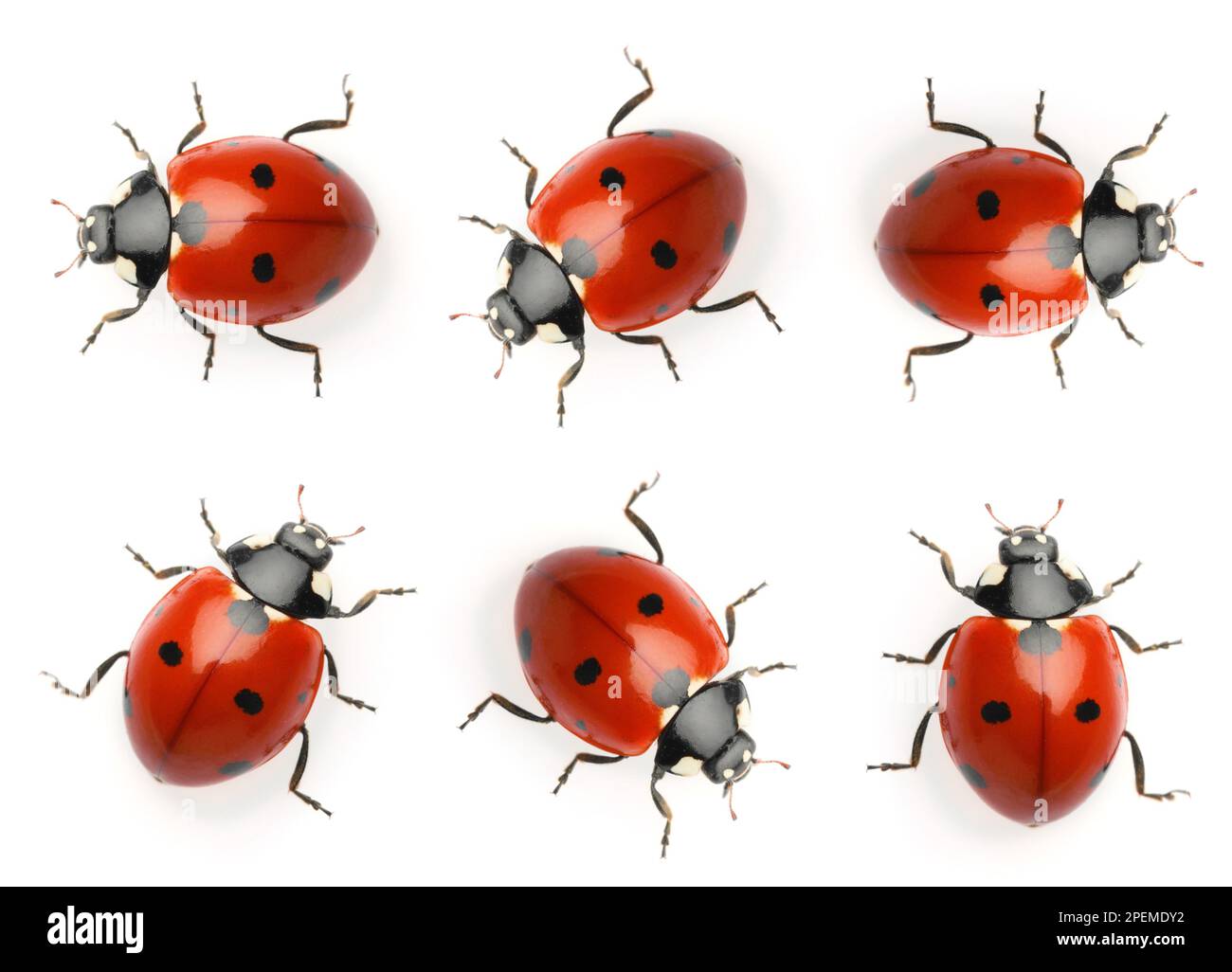 Group ladybugs pattern hi-res stock photography and images - Alamy